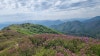 5월 보성 가볼만한 곳 보성 일림산 연분홍 철쭉산행 트레킹코스 네이버 블로그